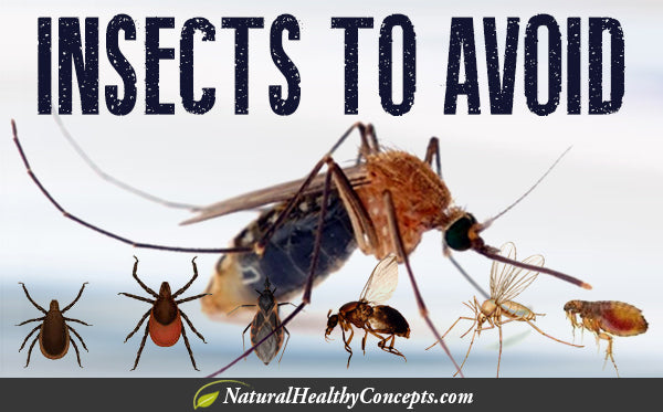 How to Avoid Disease-Spreading Insects This Summer – Natural Healthy ...