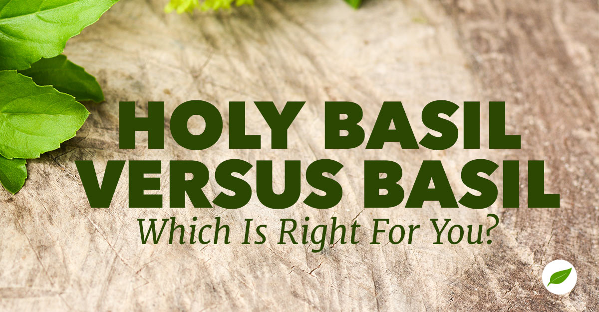 Holy Basil vs. Basil: What You Need to Know for Your Health – Natural ...